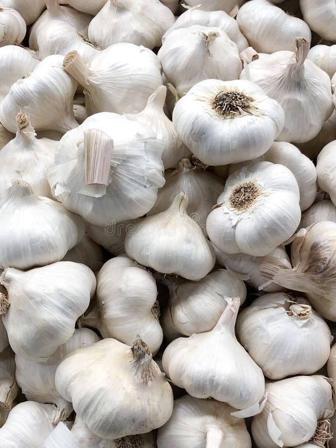 A large group of garlic stock image. Image of eating - 109636233