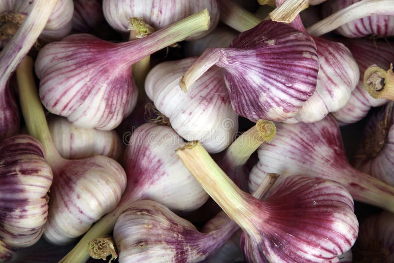 Large group of garlice stock photo. Image of freshness - 27994566