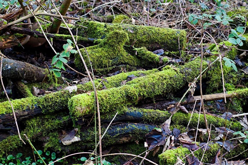Green Moss Growing on a Fallen Tree Logs Stock Photo - Image of group ...