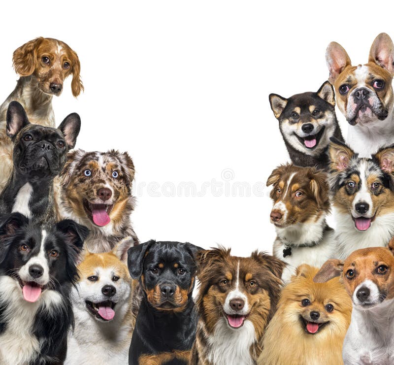 Large Group of Happy Dogs Looking at the Camera, Isolated on White ...