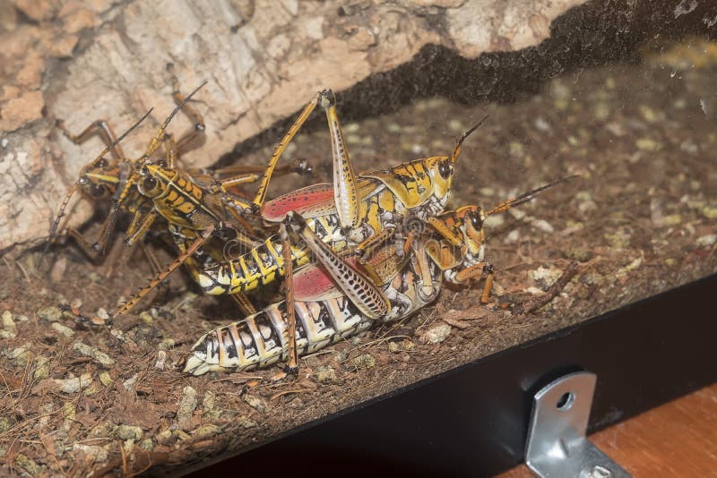 Large insects stock photo. Image of insect, food, macro - 148061496