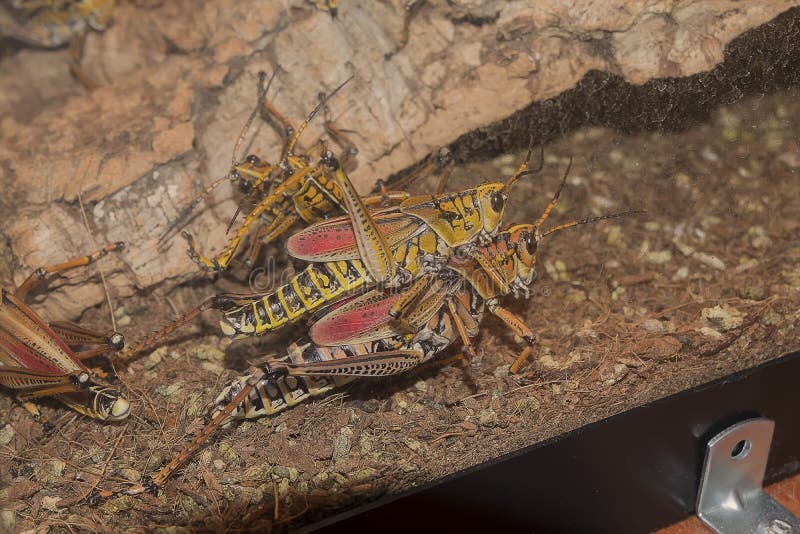 Large insects stock image. Image of cricket, food, closeup - 148061503