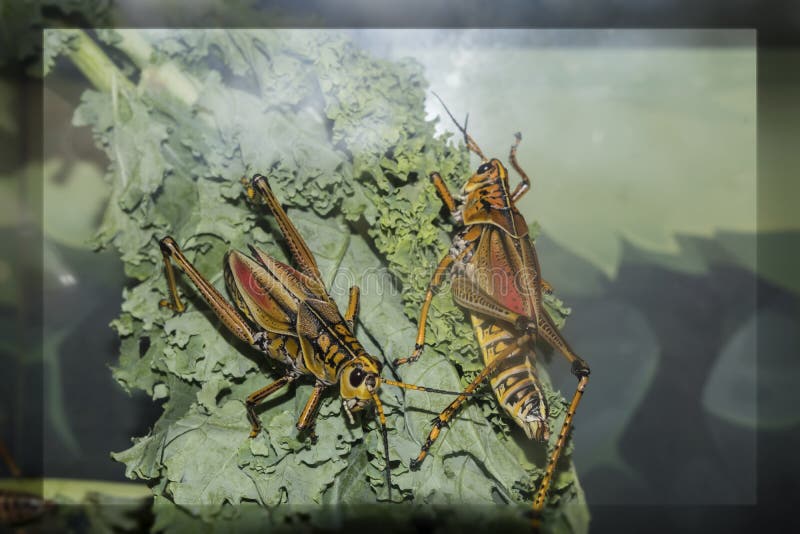 Large insects stock photo. Image of nature, cricket - 148061512