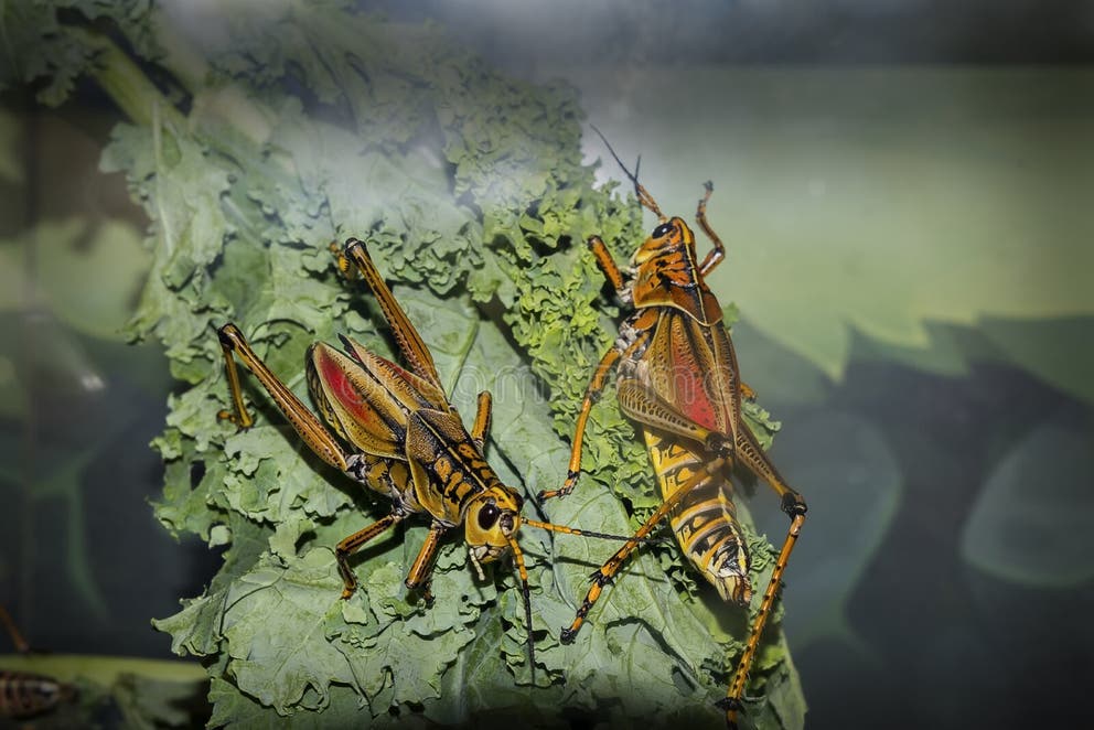 Large insects stock image. Image of closeup, insect - 148061571