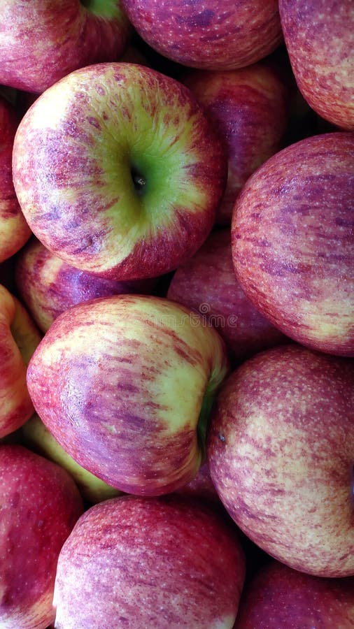 A Large Group of Local Apple Stock Photo - Image of color, fruit: 266926766