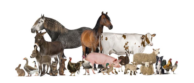 Large Group of Many Farm Animals Standing Together Stock Image - Image ...