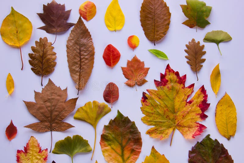 Large Group of Multicolored Leaves Spread Out on White Stock Photo ...