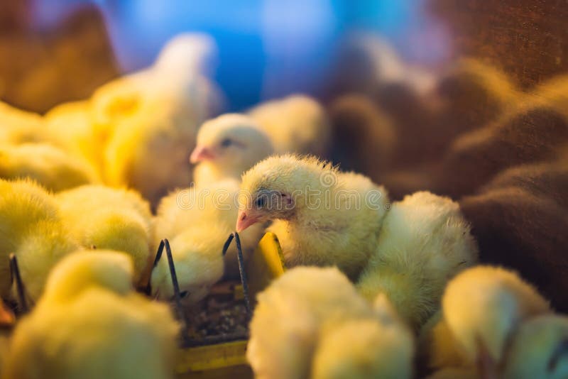 Large Group of Newly Hatched Chicks on a Chicken Farm Stock Image ...