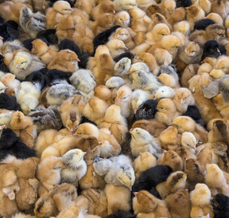 Large Group of Newly Hatched Chicks on a Chicken Farm. Stock Photo ...