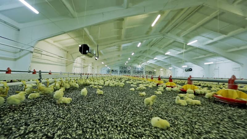 Little chickens in farm stock video. Video of chicks - 314419407