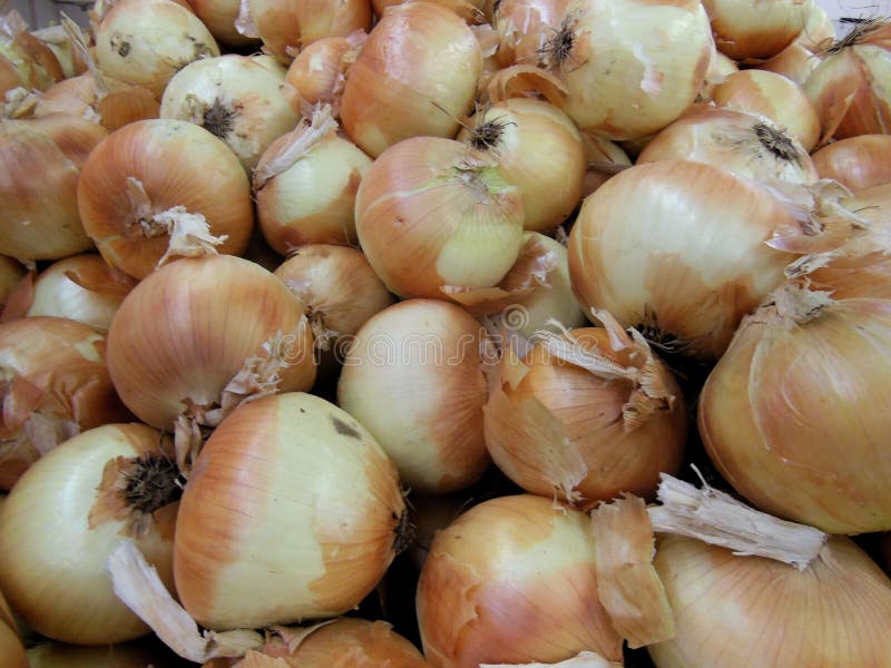 Large Group of Onions stock image. Image of large, ingredient - 293401609