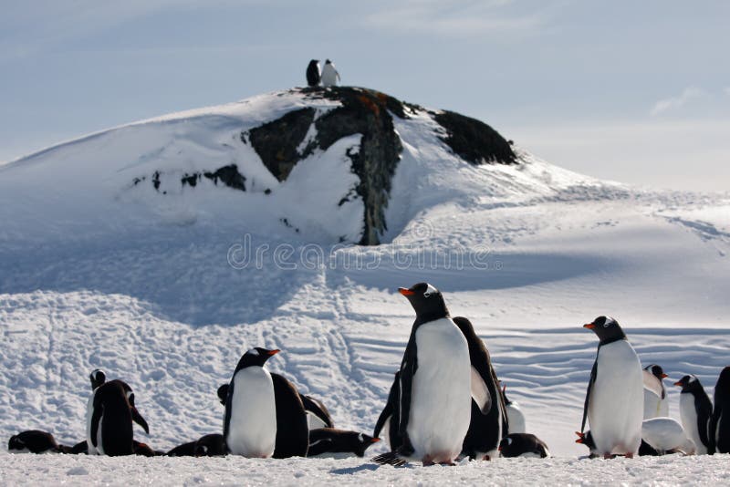 A large group of penguins stock photo. Image of communications - 17092674