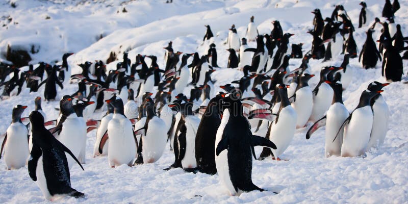 A Large Group Of Penguins Stock Images - Image: 17092674
