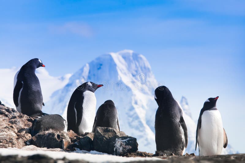 A large group of penguins stock photo. Image of communications - 17092674