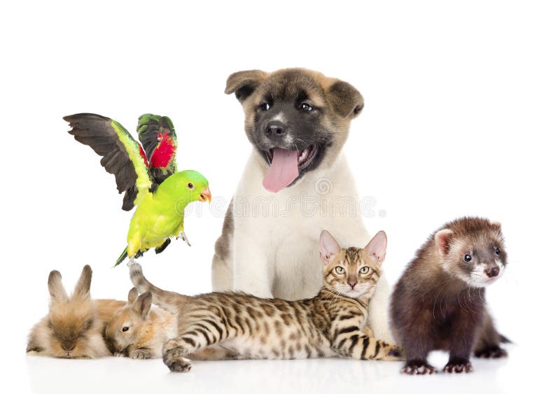 4,238 Group Pets Together Stock Photos - Free & Royalty-Free Stock ...