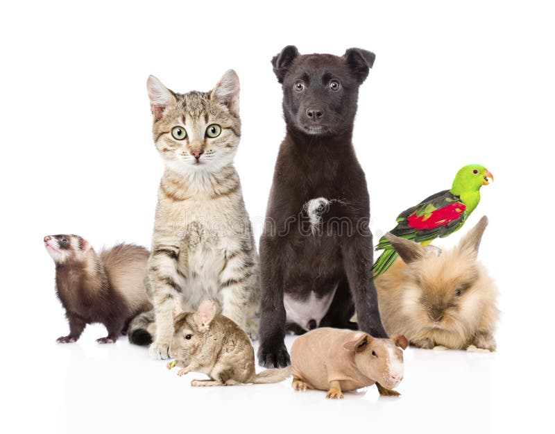 Large Group of Pets. Isolated on White Background Stock Image - Image ...