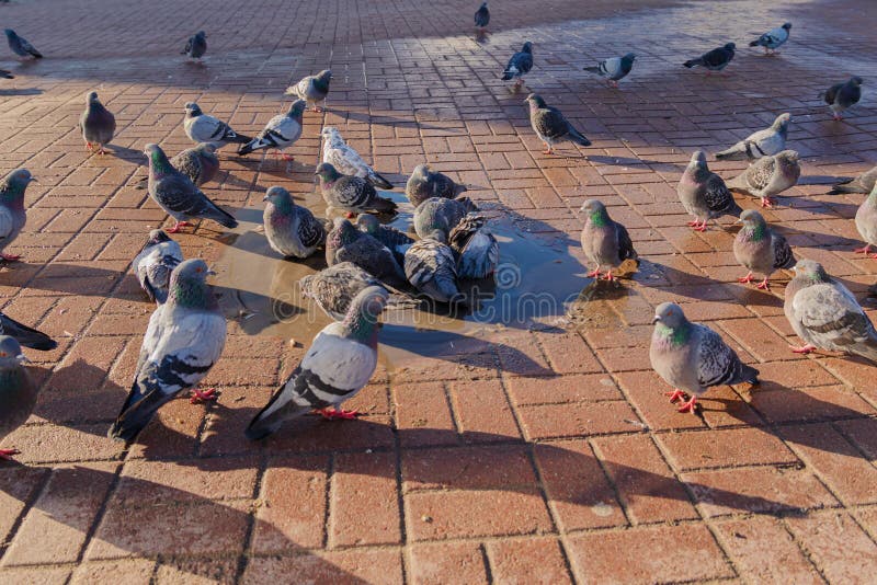 A Large Group of Pigeons Bathing in Muddy Puddle in the Middle of a ...
