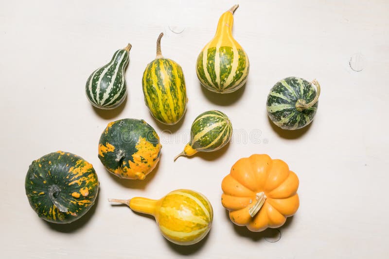 Many Pumpkin and Squash Selection Stock Photo - Image of fall, frame ...