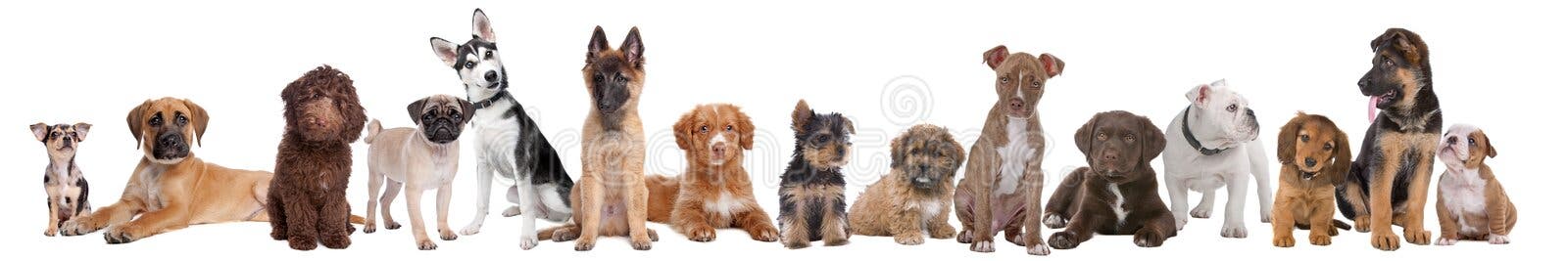 Large group of big dogs stock photo. Image of background - 17343568
