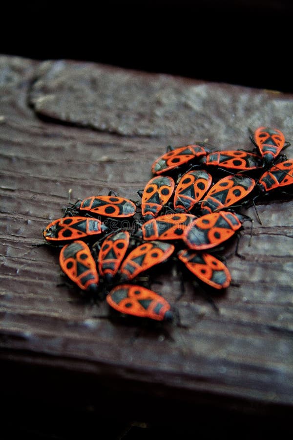 Red and black bugs stock photo. Image of apterus, wood - 62450768