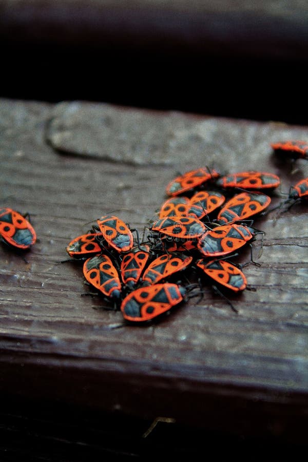 Red and black bugs stock photo. Image of apterus, wood - 62450768