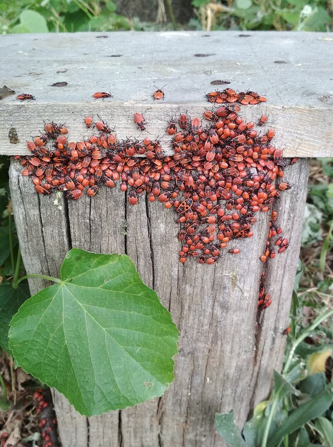 Large group of red bugs stock photo. Image of bench - 183942172