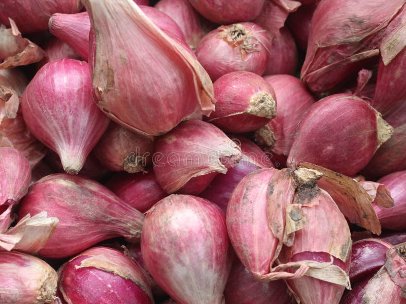 Red Onion Farms Stock Photos - Free & Royalty-Free Stock Photos from ...