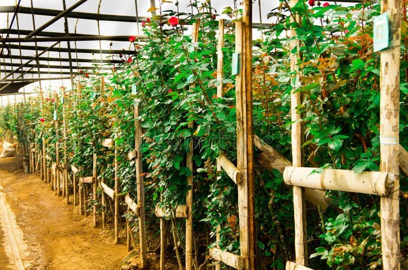 A Large Group of Red Roses in a Greenhouse Stock Image - Image of ...