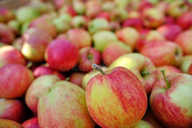 Large Group of Ripe Red Apples Background Stock Photo - Image of select ...