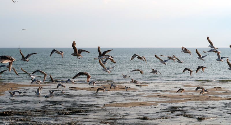 Seagulls on the beach stock photo. Image of water, ocean - 169964346