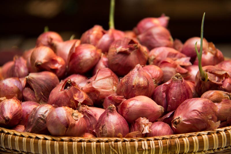 Large group of shallots stock photo. Image of seasoning - 67083622