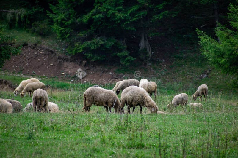Large Group of Sheep in a Grassy Field with Trees Stock Image - Image ...