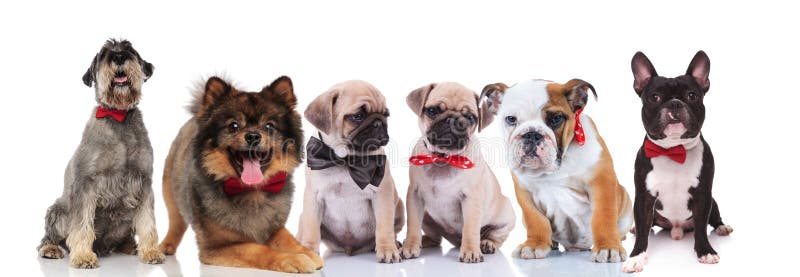 Large Group of Six Elegant Dogs on White Background Stock Photo - Image ...