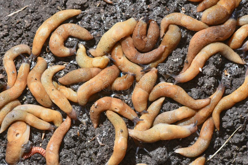 Large Group of Slugs Close-up Stock Image - Image of closeup, brownish ...