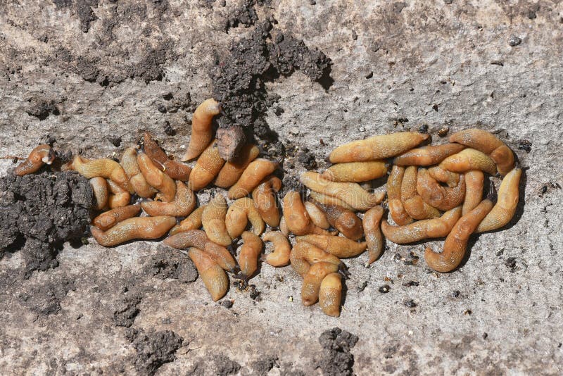Large Group of Slugs Close-up Stock Photo - Image of wildlife, closeup ...