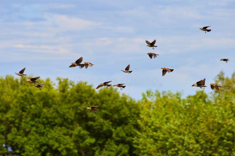 Large Group of Small Birds Flying Across Forest Stock Image - Image of ...