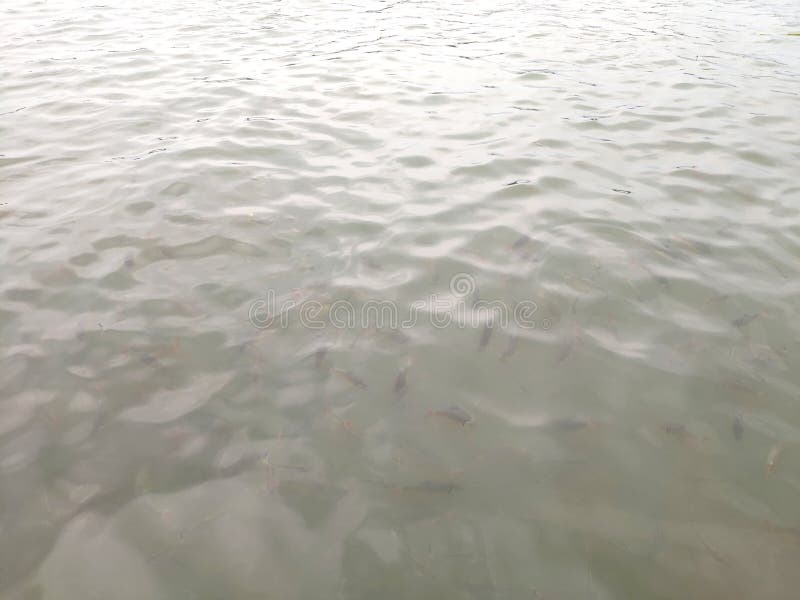 A Large Group of Small Fish Swim in the Sea Stock Photo - Image of ...