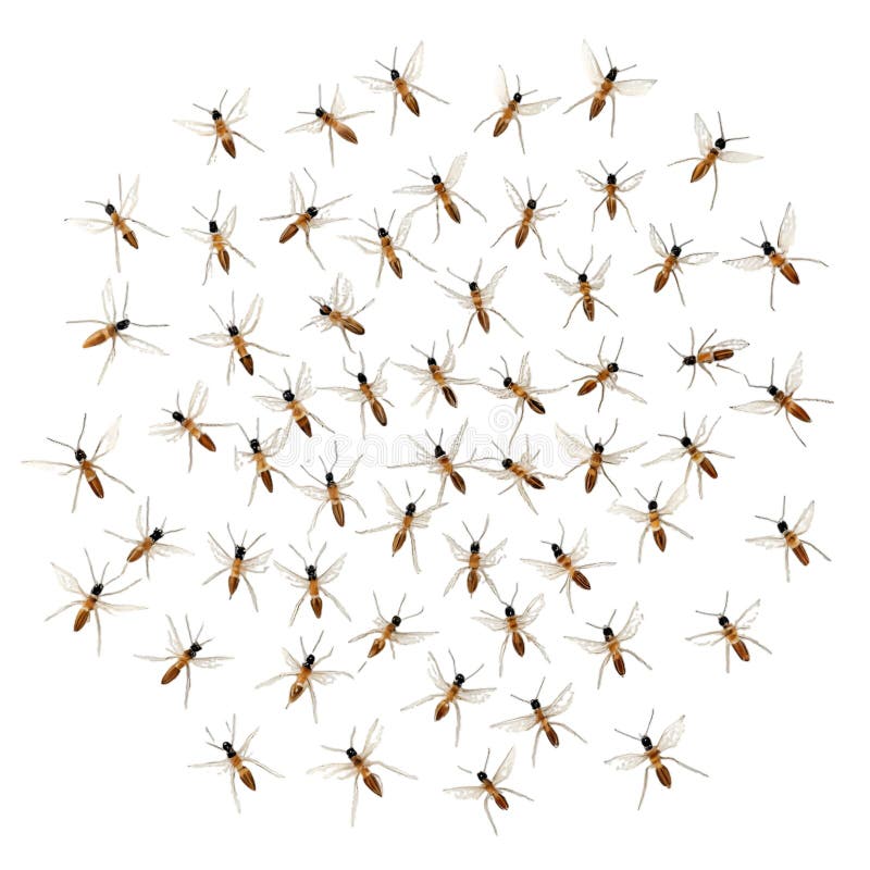 Large Flying Insects Stock Illustrations – 533 Large Flying Insects ...