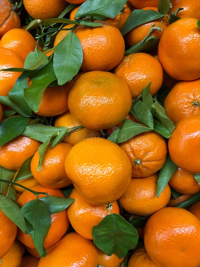 A Large Group of Small Oranges and Green Vines. Stock Image - Image of ...