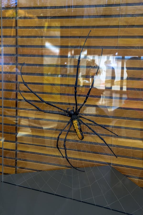 Spider stock image. Image of spider, fangs, insect, legs - 148061631