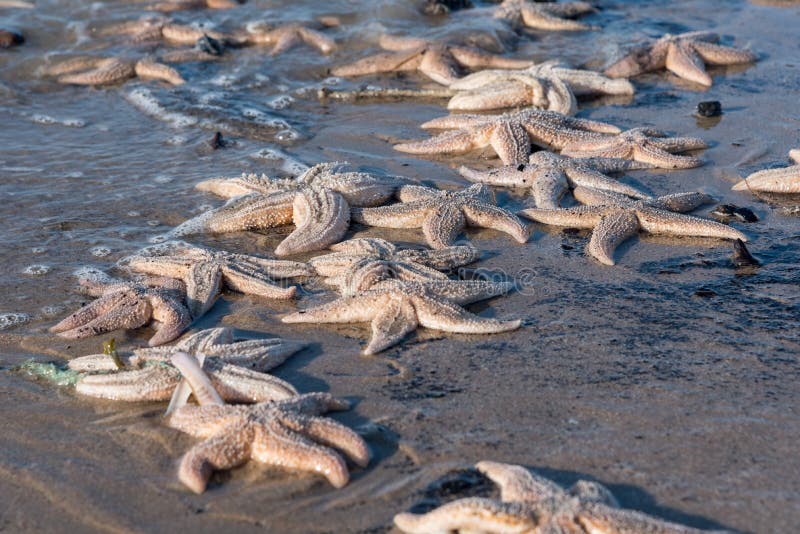 Group of starfish on beach stock image. Image of sandy - 4865135