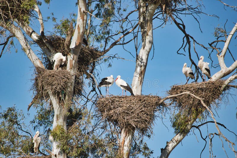 Large Storks Nest with Three Storks Overlooking Surroundings on Top of ...