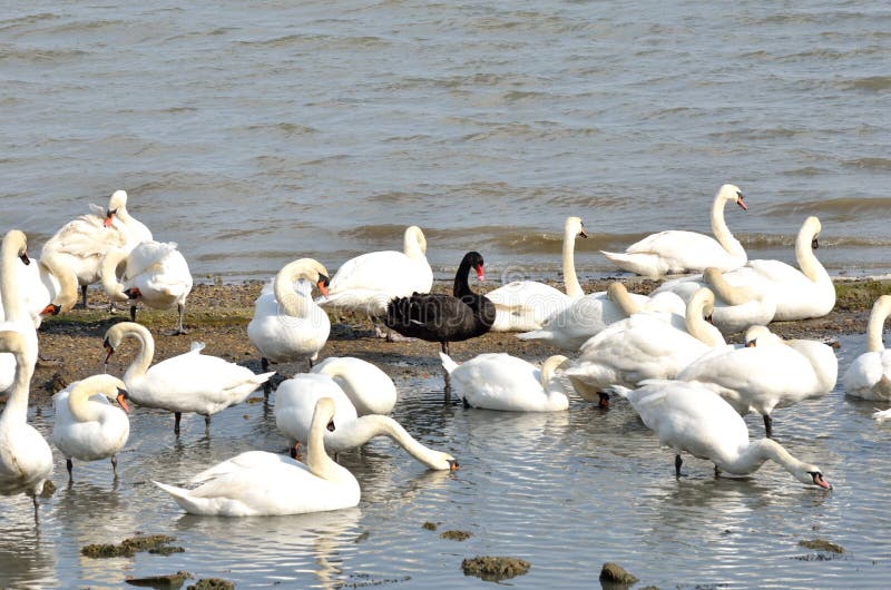 Group of Swans with Black Swan Stock Image - Image of conceptual, birds ...