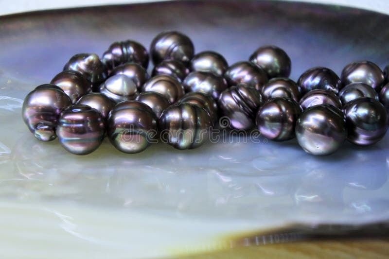 Large Group of Tahitian Black Pearls Stock Image - Image of natural ...