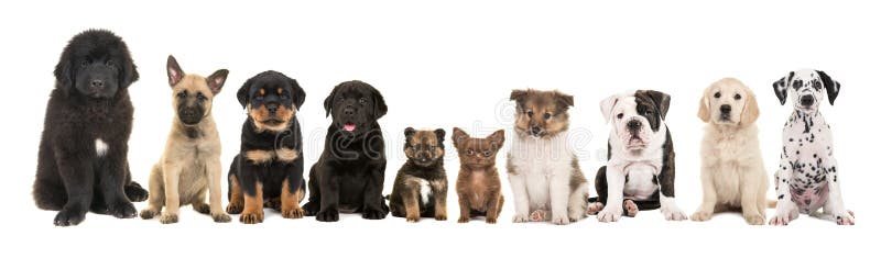 Large Group of Ten Different Kind of Breed Puppies Stock Image - Image ...