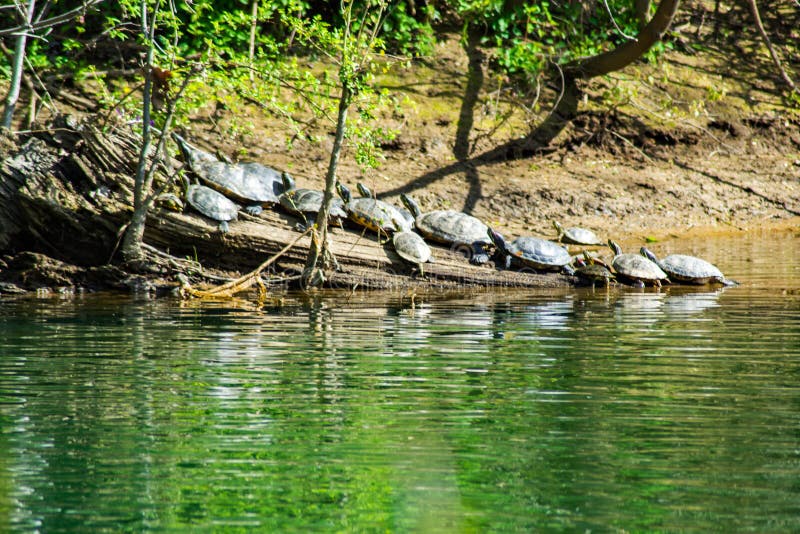 A group of turtles stock image. Image of green, animal - 39757917