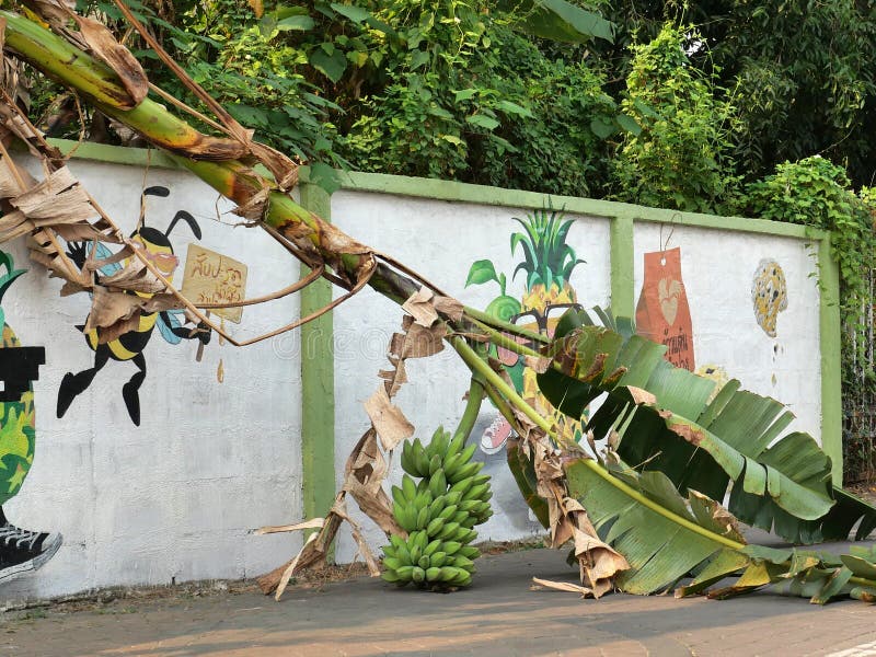 1 Large Group of Unripe Bananas Leaning from the Tree Down To the Road ...