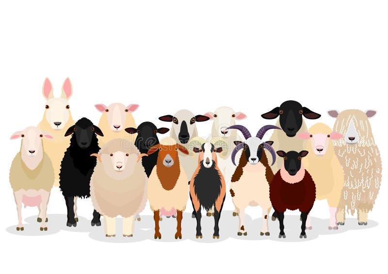 Jacob Sheep Stock Illustrations – 108 Jacob Sheep Stock Illustrations ...