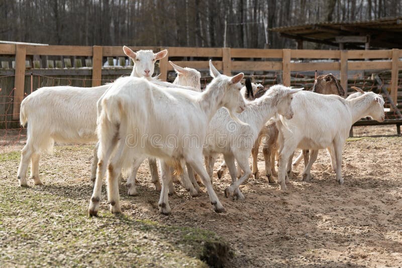 Herd of White Goats Standing Together Stock Photo - Image of goats ...