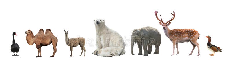 Large Group of Wild Animals of the Zoo Together on White Background ...